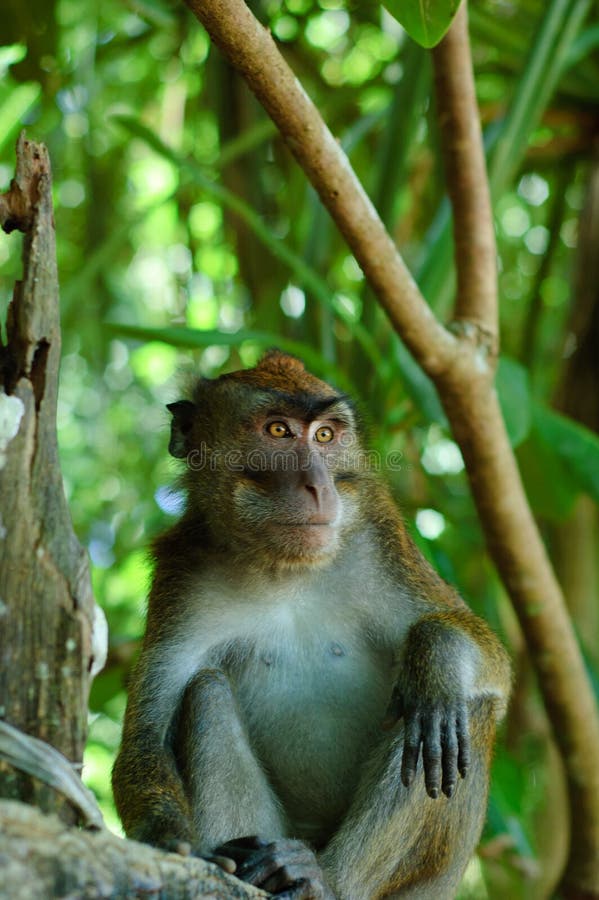 Wild Macaca Monkey in Tropical Forest Stock Image - Image of forest ...
