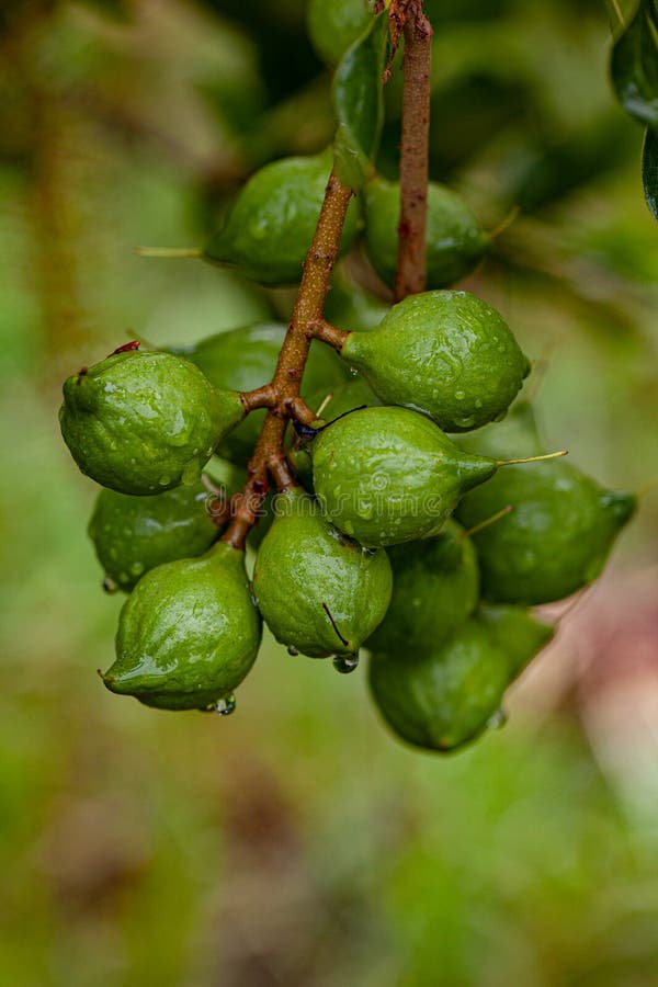 Macadamia nuts grape stock photo. Image of tree, grape - 242199508