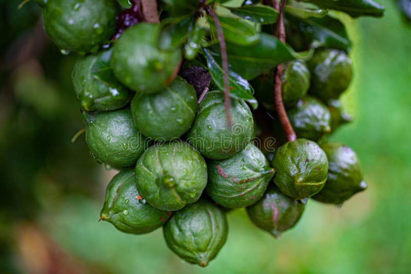 Macadamia nuts grape stock photo. Image of healthy, tree - 242199526