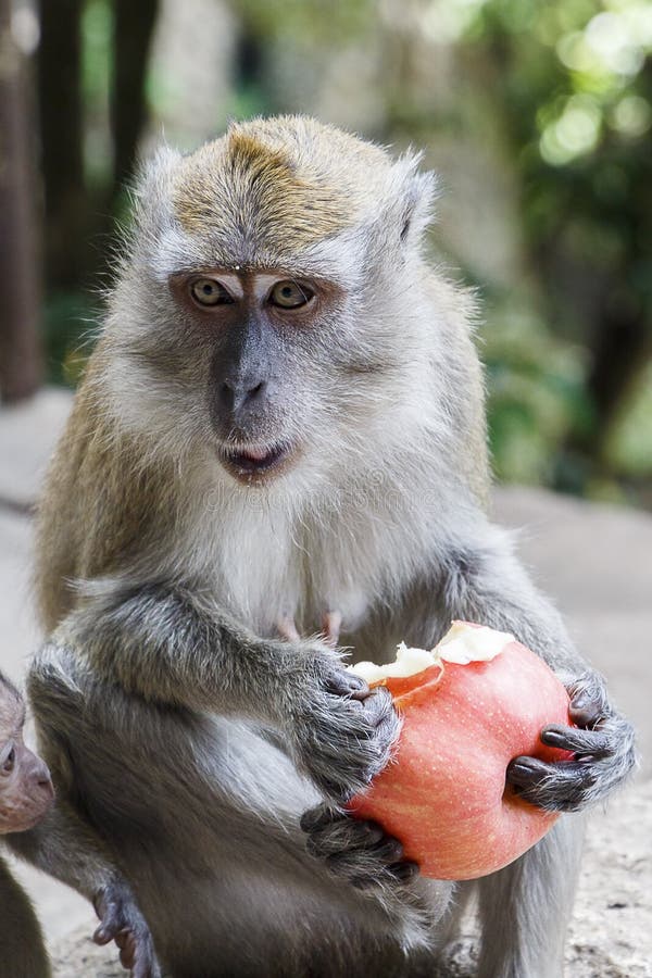 Wild Macaque Monkey with Apple Stock Image - Image of malaysia ...
