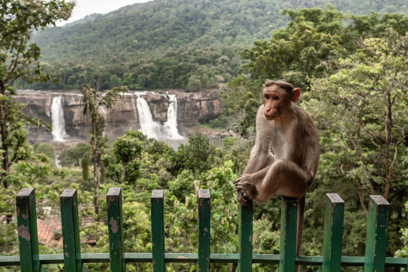 Monkey and waterfalls stock photo. Image of waterfall - 47206170