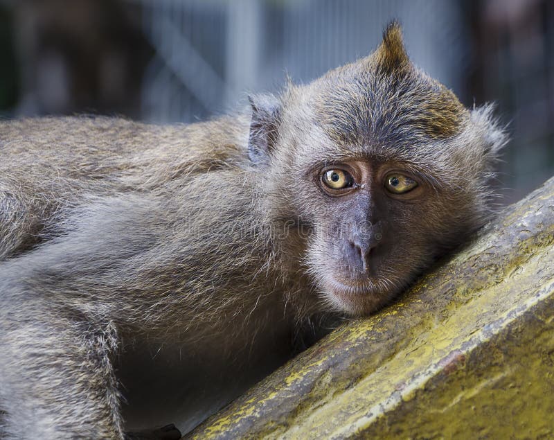 Laying Monkey stock image. Image of monkey, monkeys, apes - 49070753