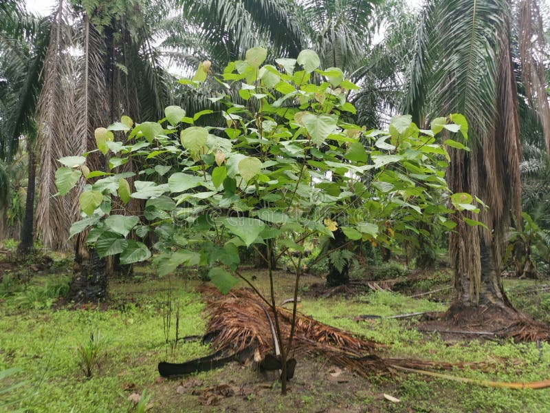 Wild Macaranga Tanarius Tree Plant in the Plantation. Stock Image ...