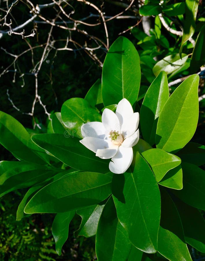 In the wild stock image. Image of nature, forest, magnolia - 54537125