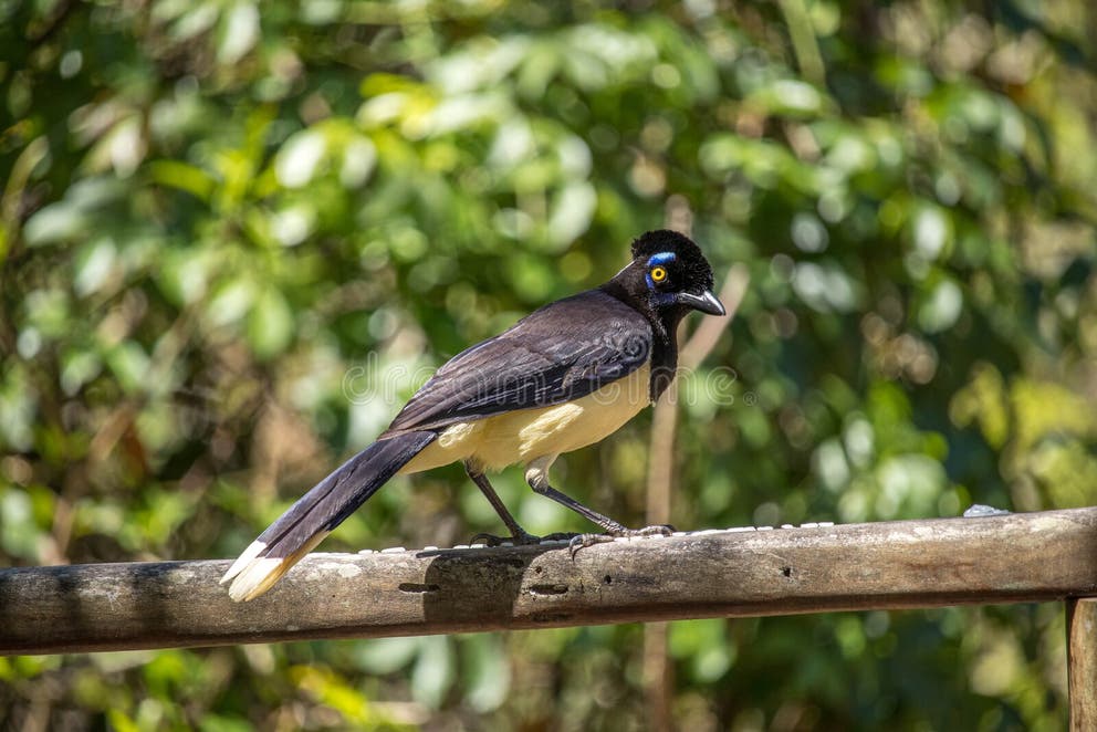 Wild magpie looking camera stock image. Image of beak - 197224019