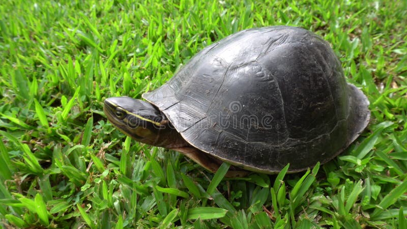 Wild Malaysian Box Turtle Showing Her Head on the Green Grass Stock ...