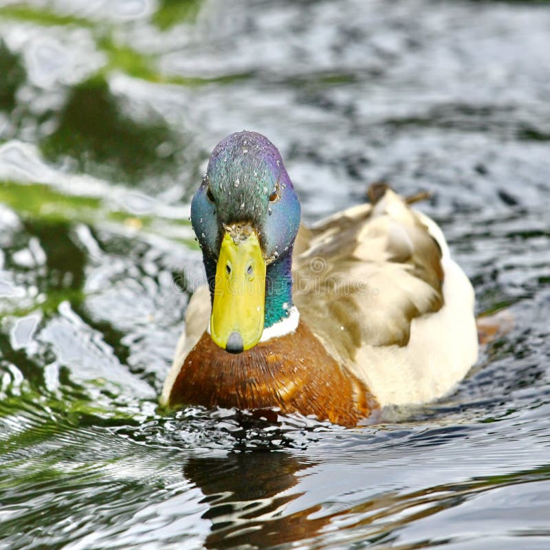 Wild male duck stock photo. Image of dark, pine, bird - 25136830