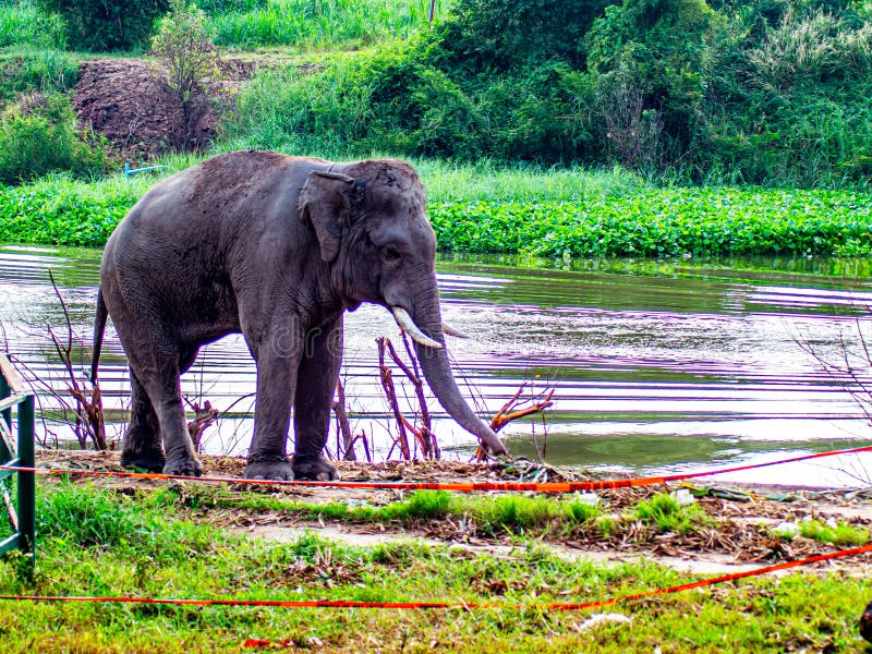 A Wild Male Elephant S Calm Day by the River Stock Image - Image of ...