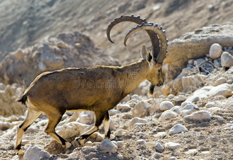 Wild Male Goat Looking for Food Stock Photo - Image of billy, kibbutz ...