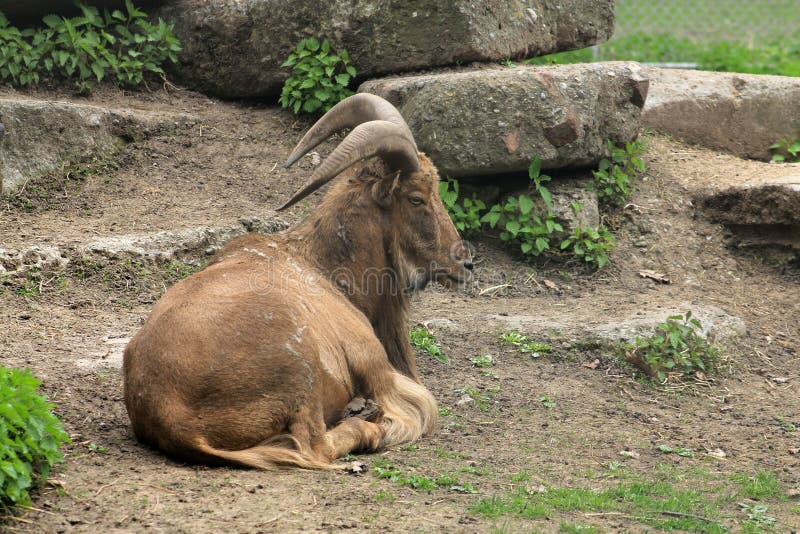 Wild Goat stock image. Image of animal, wildlife, ground - 153770563