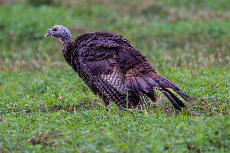 Wild Male Turkey Standing on the Grasses in the Forest Stock Photo ...