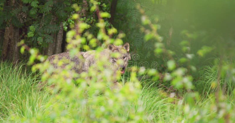 Wild Male Wolf Running in the Grass in the Forest Stock Footage - Video ...