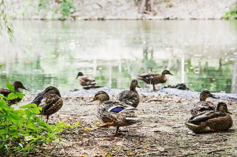 Wild Mallard Ducks on the Lake Shore, Animal Scene Stock Image - Image ...