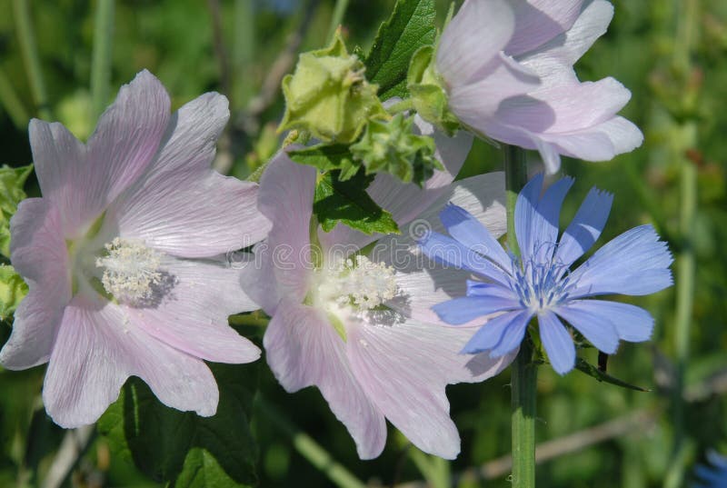 Wild Mallow and Chicory Flowers Stock Photo - Image of growth, leaves ...