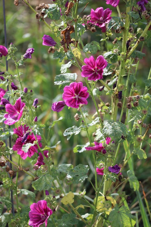 Wild Mallow and Bee - Insect Stock Image - Image of plant, cheese ...