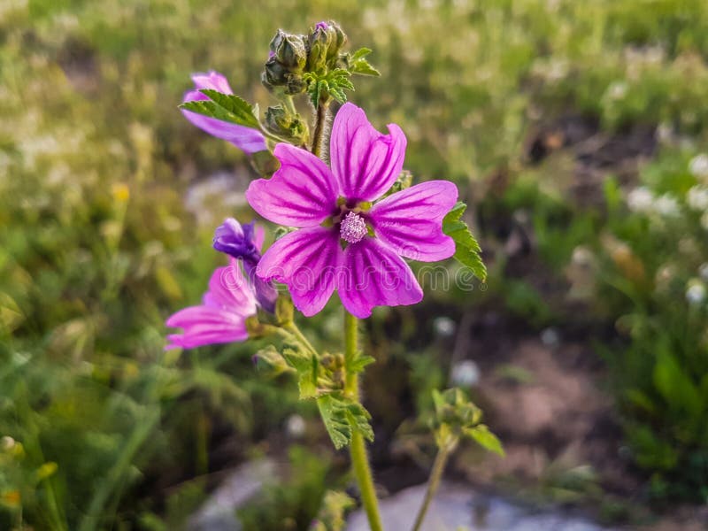 Mallow flower stock photo. Image of purple, mediterranean - 115457598