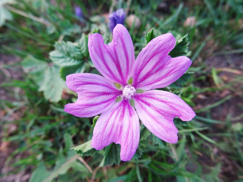 Wild Mallow Flower in Natural Conditions, Close-up Stock Photo - Image ...