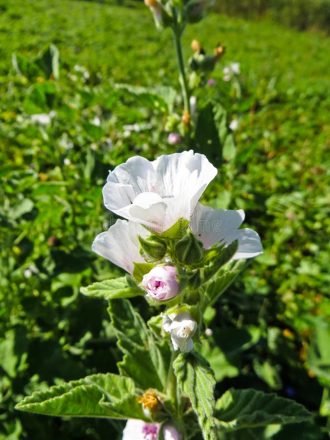 Wild Mallow Flowers Growing on a Meadow Stock Photo - Image of leaf ...