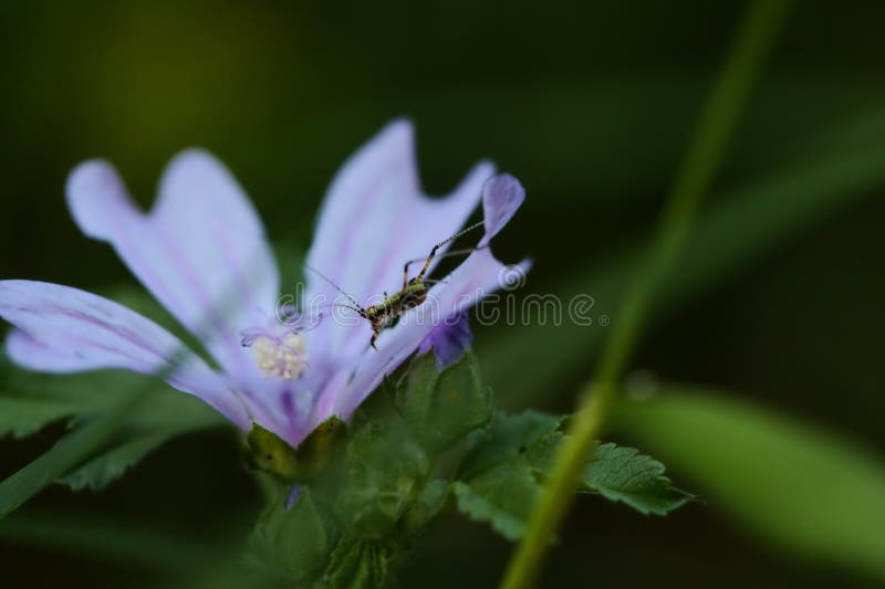 Wild Mallows in Bloom Seen Up Close Stock Photo - Image of autumn, care ...