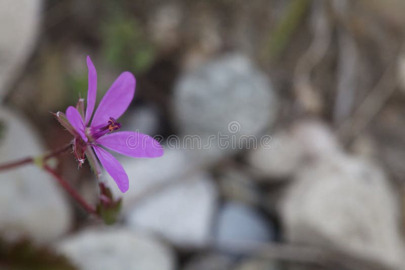 Wild Mallows in Bloom Seen Up Close Stock Photo - Image of digestive ...
