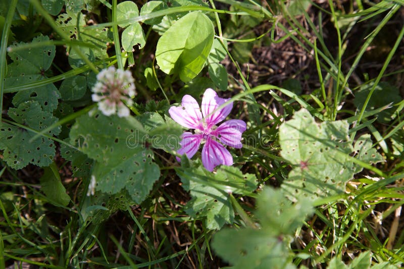 Wild Mallows in Bloom Seen Up Close Stock Photo - Image of care ...
