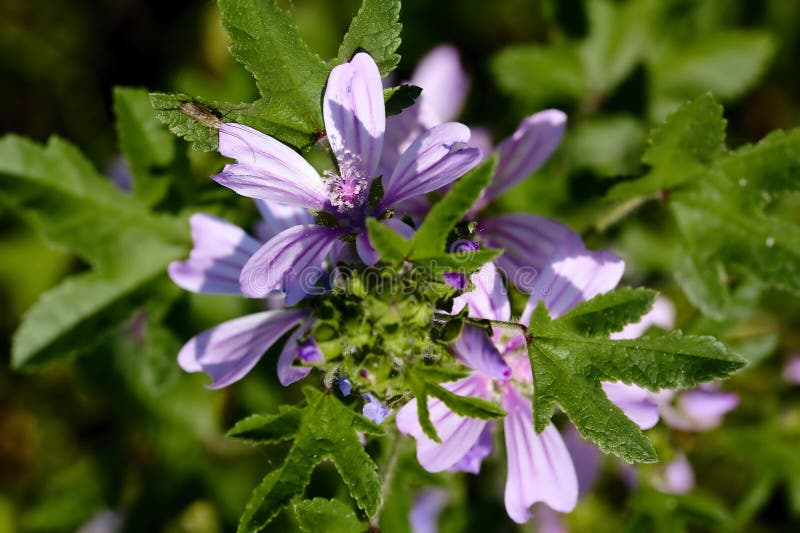 Wild Mallows in Bloom Seen Up Close Stock Photo - Image of close ...