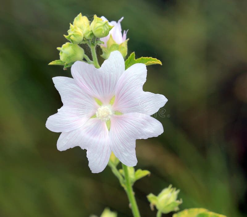 Wild malva flower stock image. Image of bloom, pink, herb - 41842107
