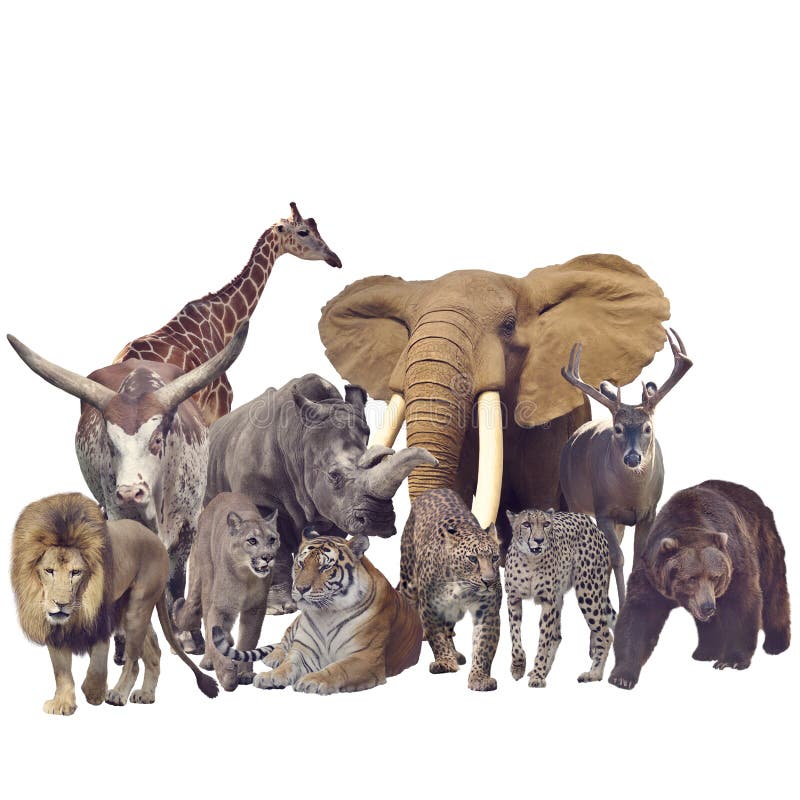 Wild Mammals on White Background Stock Image - Image of animals, wild ...