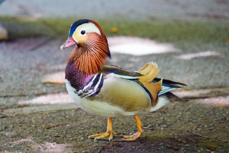 A Wild Mandarin Duck Walking through the Park. Stock Photo - Image of ...