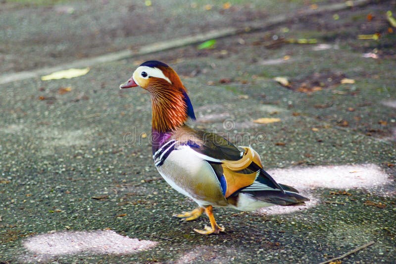 A Wild Mandarin Duck Walking through the Park. Stock Photo - Image of ...