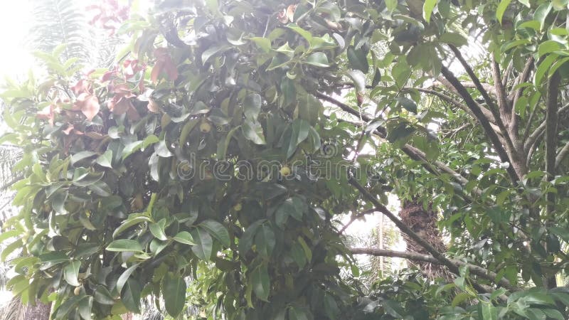 Wild Mangosteen Tree Growing in the Plantation Stock Video - Video of ...