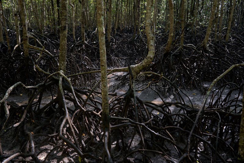 Wild Mangrove Forest. Mangrove Trees Stock Image - Image of landscape ...