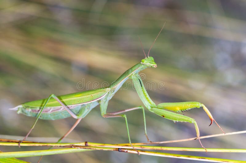 Praying Mantis stock image. Image of ecological, mantis - 20557243