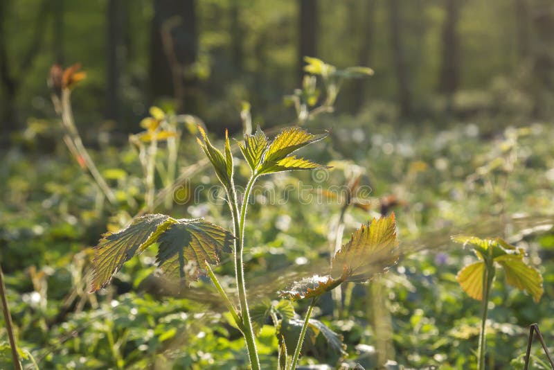 Wild Maple Tree Sprout in the Forest Stock Image - Image of plant, copy ...