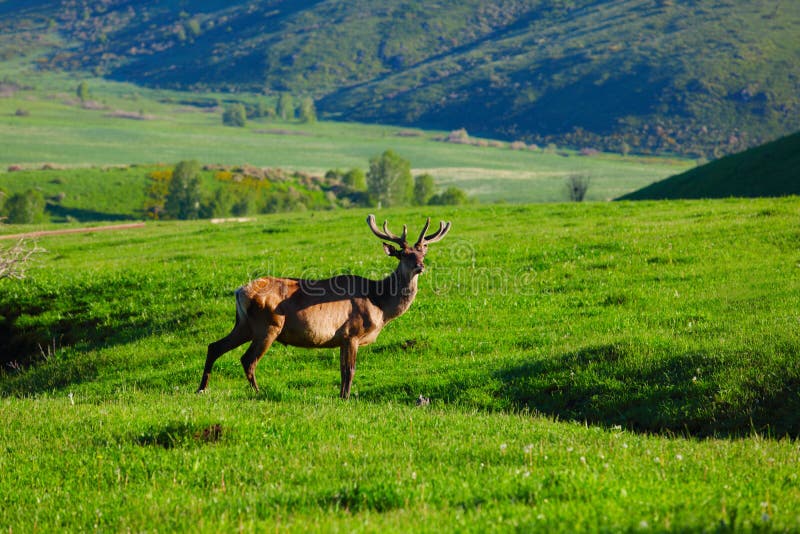 Wild maral stock image. Image of discovery, rebellion - 10024025