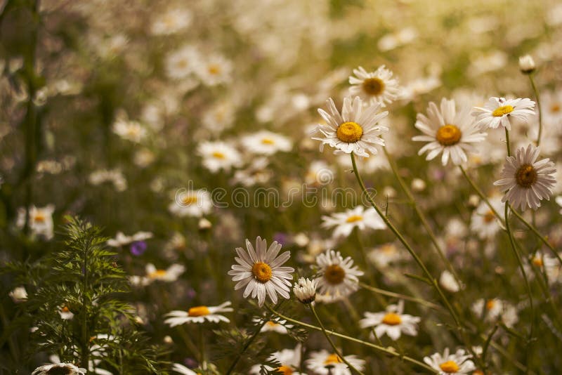 Wild marguerites stock image. Image of deco, season, daisies - 54465949