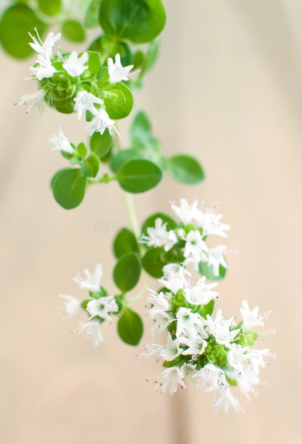 Wild marjoram stock image. Image of nature, flower, herb - 34623737