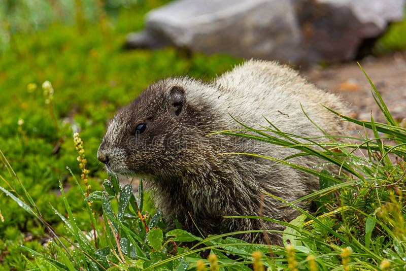 Wild Marmot in a Bright Green Field Stock Photo - Image of green ...