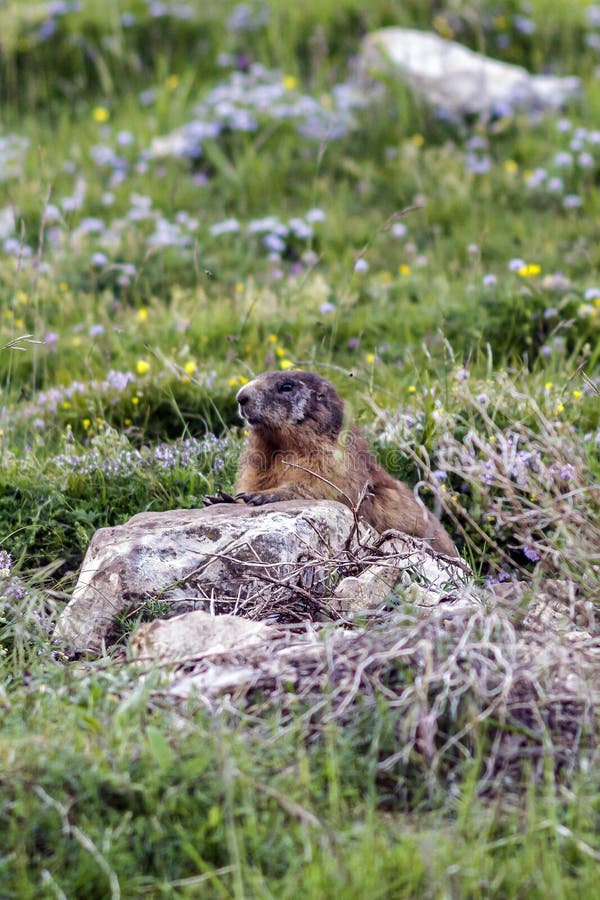 Wild marmot on rocks stock photo. Image of marmot, mammal - 13683634
