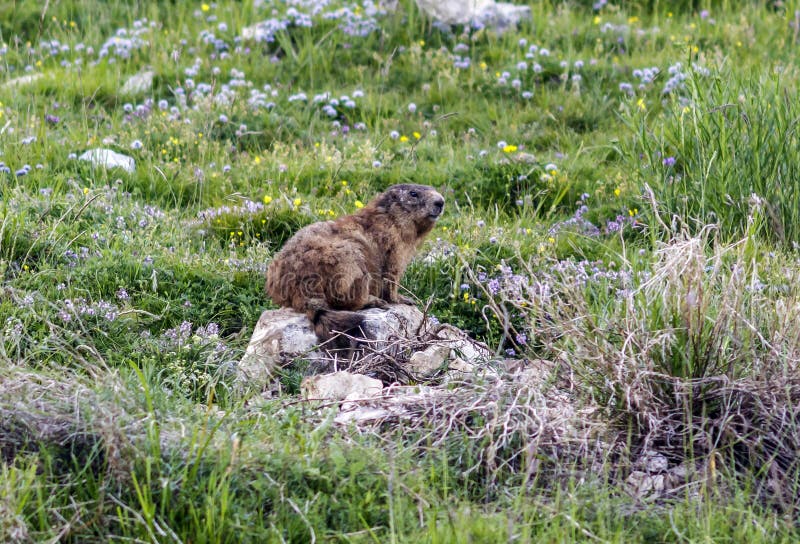 Dolomiti Fauna Stock Photos - Free & Royalty-Free Stock Photos from ...