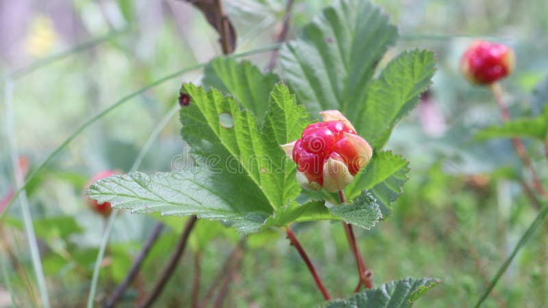 Ripe Cloudberries on Swamp in Forest in Middle of Summer. Stock Video ...