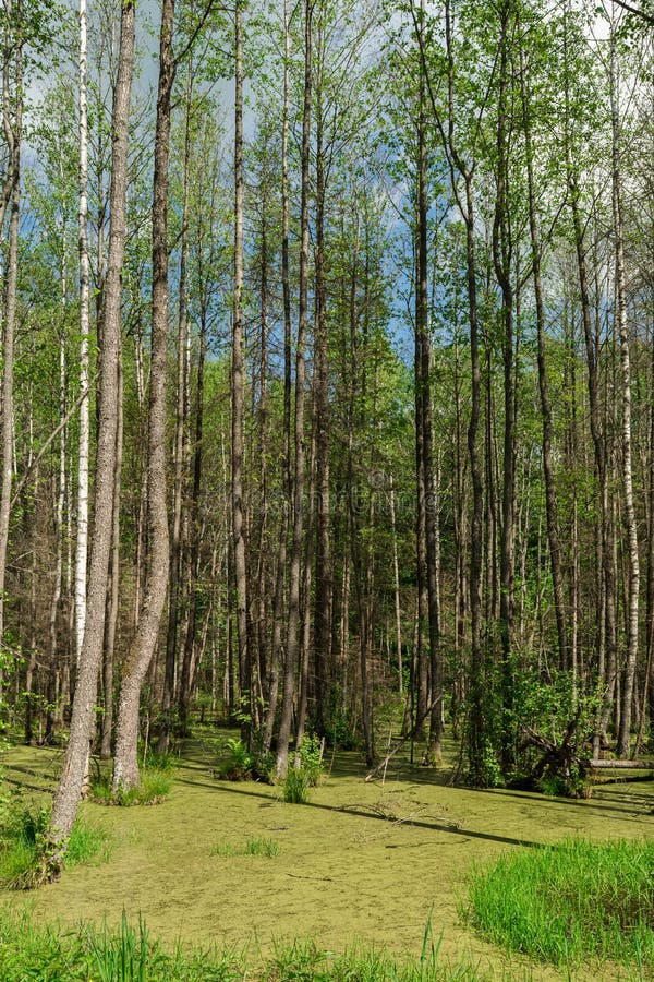 Wild Marshland. Impenetrable Forest with Many Trees. Spring Day, Nature ...
