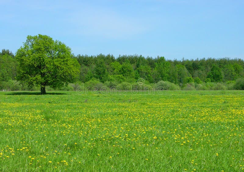 Wild meadow stock image. Image of light, cheerful, heaven - 2789915