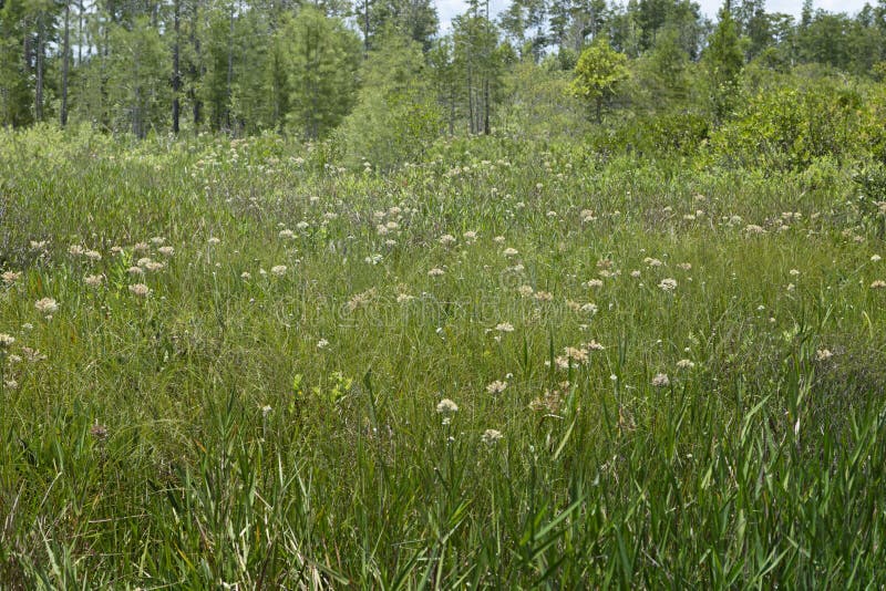 Wild Meadow stock image. Image of pine, texture, leaves - 129940199
