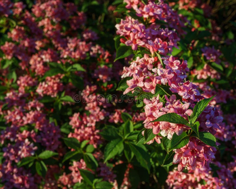 Wild Meadow Bush of Pink Flowers in the Forest. Stock Image - Image of ...