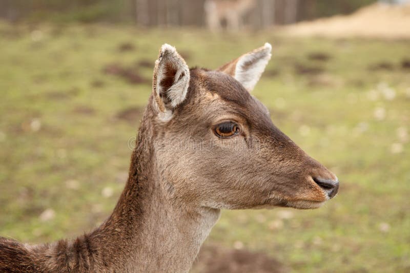 Wild Doe stock photo. Image of nature, grass, habitat - 53553662