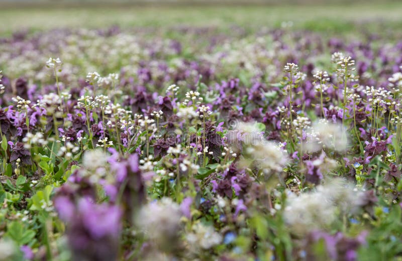 Wild Meadow Flowers in the Meadow Spring Stock Photo - Image of summer ...