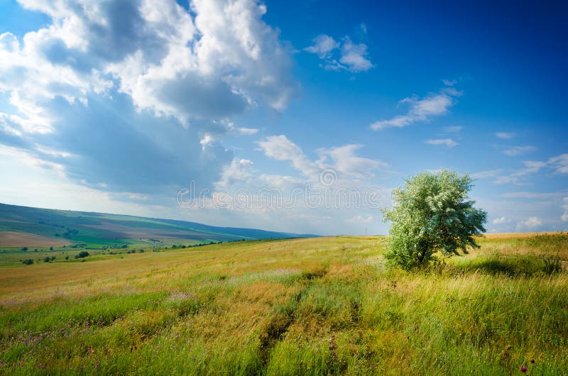 Wild Meadow Landscape stock image. Image of meadow, landscape - 26620819