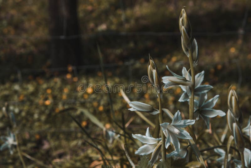 Wild Meadow Spring Flower on a Green Meadow Stock Image - Image of ...