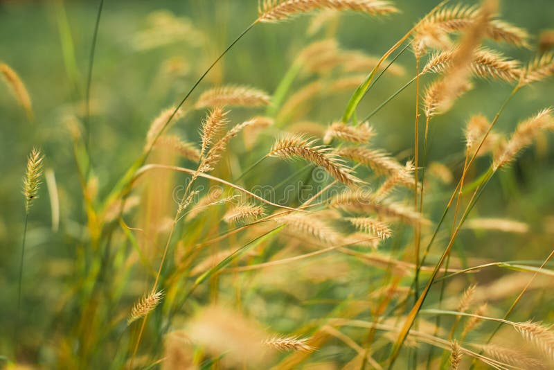 Wild Meadow - Summer Season Stock Photo - Image of horizontal, tranquil ...